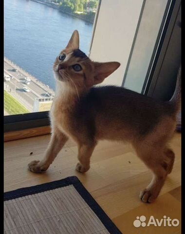 Абиссинский котёнок