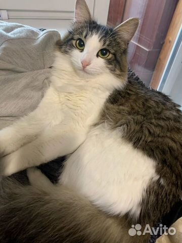 Котенок