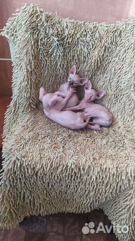 Канадский сфинкс котенок