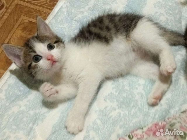 Котёнок Амурчик
