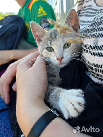 Котенок Черника хочет домой