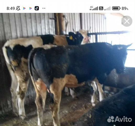 2 бычка и 1 телка