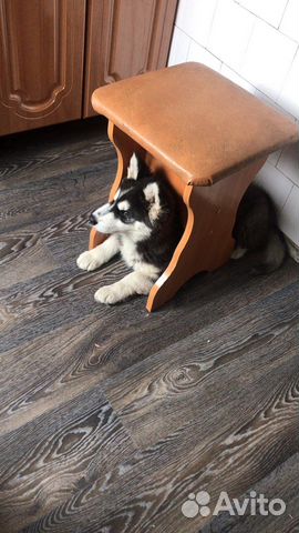 Сибирский хаски