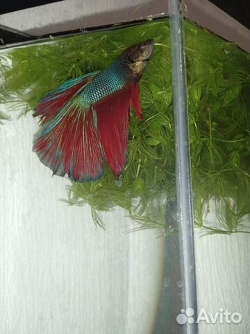 Рыбка петушок самец