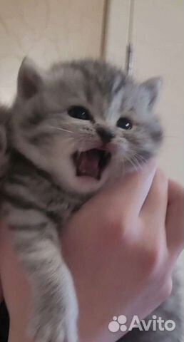 Британские котята