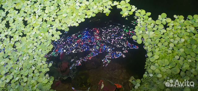 Пистия аквариумная