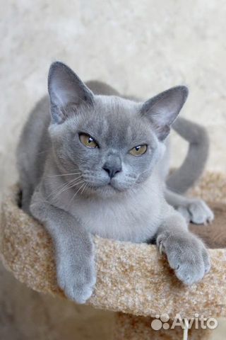 Лиловый бурманский кот