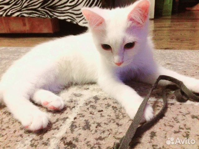 Чисто белая котёнок-девочка