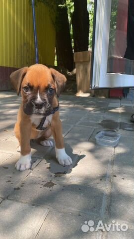 Боксер девочка