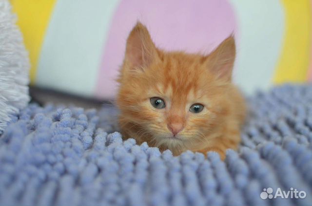 Рыжий котенок в добрые руки