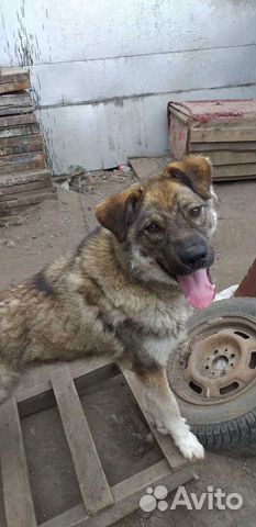 Охранник в добрые руки