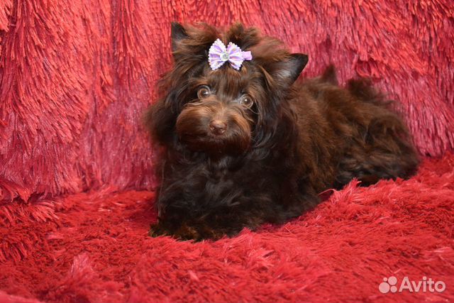 Йорк - сладкий малыш