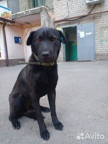 Метис шарпей в добрые руки