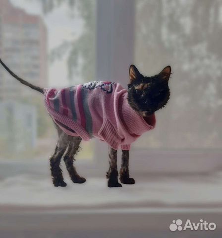 Пуся, кошечка