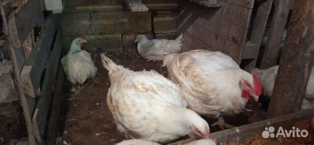Куры бройлеры