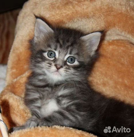 Сибирячки котятки