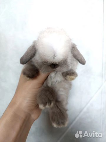 Карликовые кролики питомник Умиление