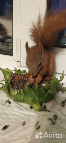 Белка, бурундуки