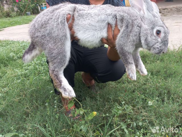 Кролики великаны