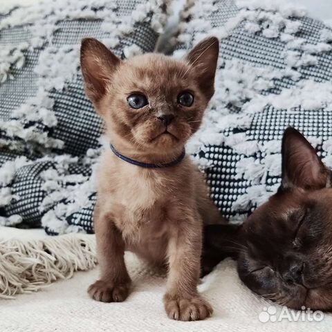 Бурманские котята