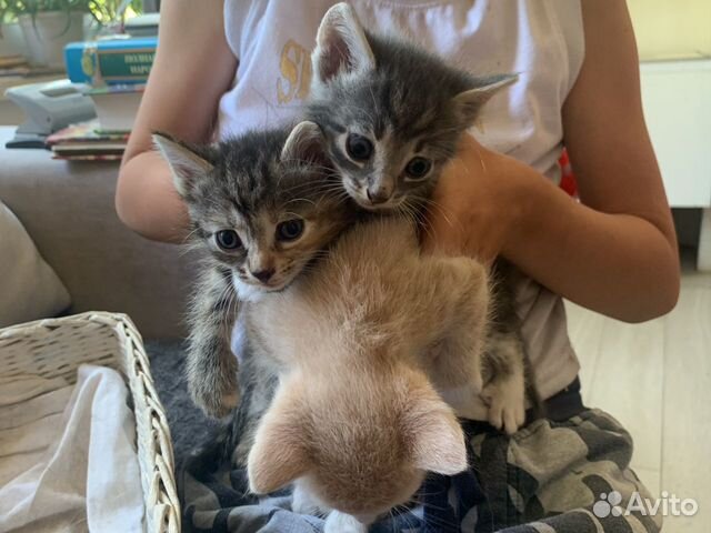 Котята