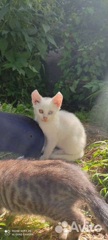 Малышка нуждается в доме