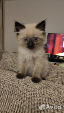 Котенок в добрые руки бесплатно приучен к лотку