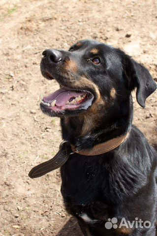 Метис ротвейлера в добрые руки