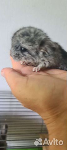 Джунгарский хомяк