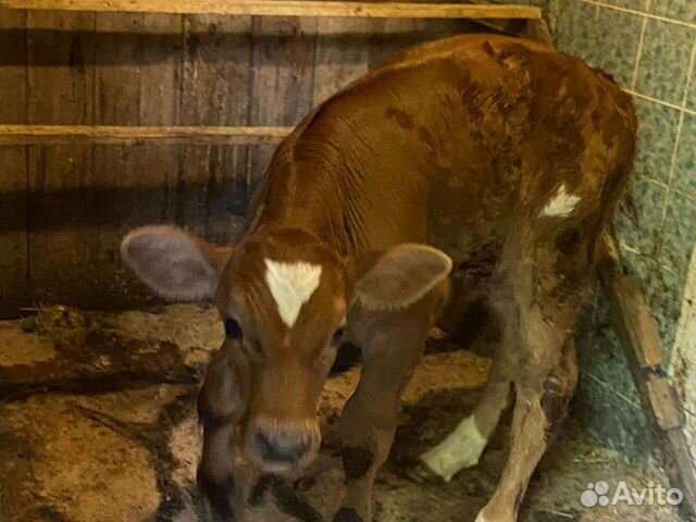 Молочный бычок,возраст 1 месяц