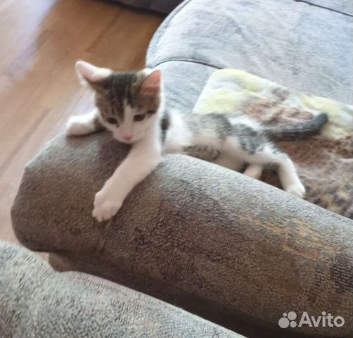 Котёнок