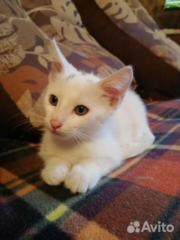 Белый котенок