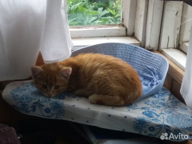 Рыжий котенок мальчик 2 месяца