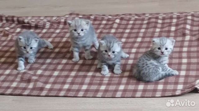 Котята шотландские вислоухие