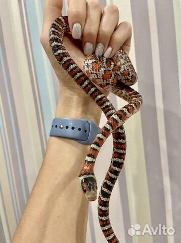 Змея африканская кноблоха