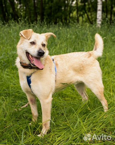 Собака в добрые руки