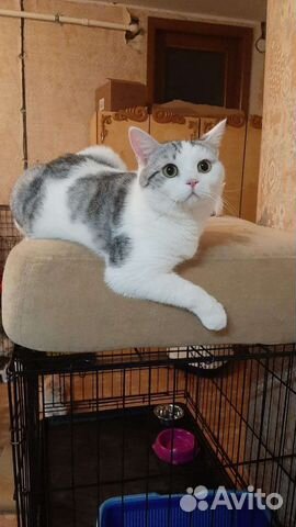 Кот особенный