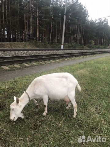Коза дойная