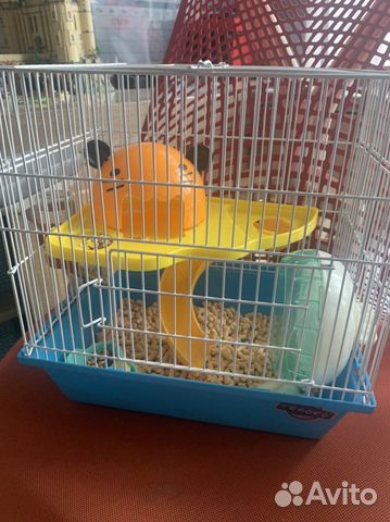 Отдадим хомяка в добрые руки