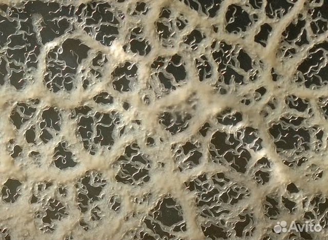 Гриндаль - разводной корм