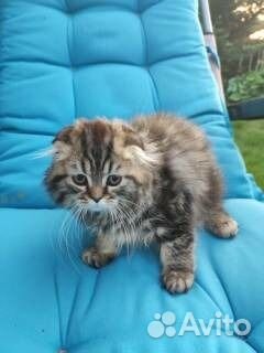 Шотландская вислоухая кошечка