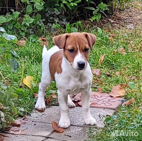 Суперская девочка Джек Рассел терьер