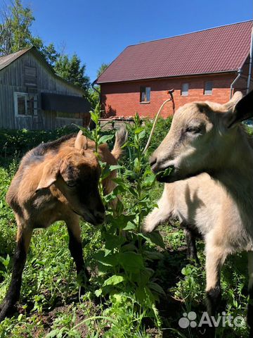 Альпийские козлята