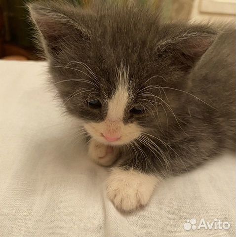 Котенок Серёжка ищет мампап