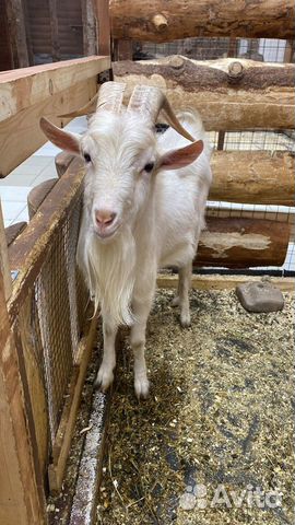 Козел и баран