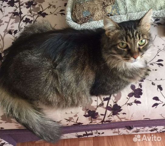 Кошка в дар