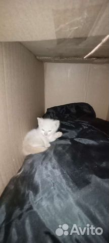 Котенок голубоглазый бесплатно