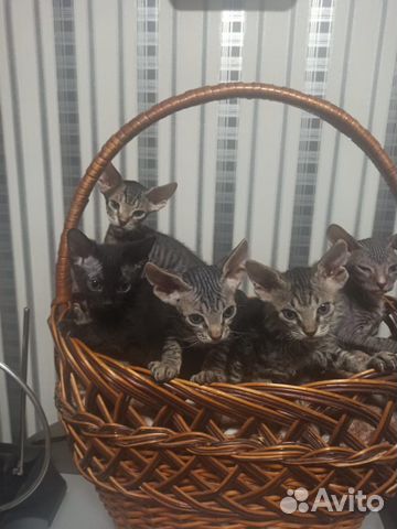 Донской сфинкс котята
