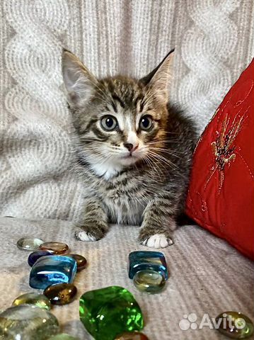 Котята мальчики в добрые руки бесплатно 1,5 мес