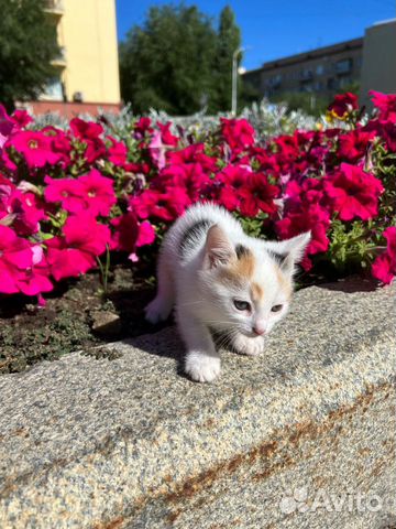Котенок трехцветный денежный